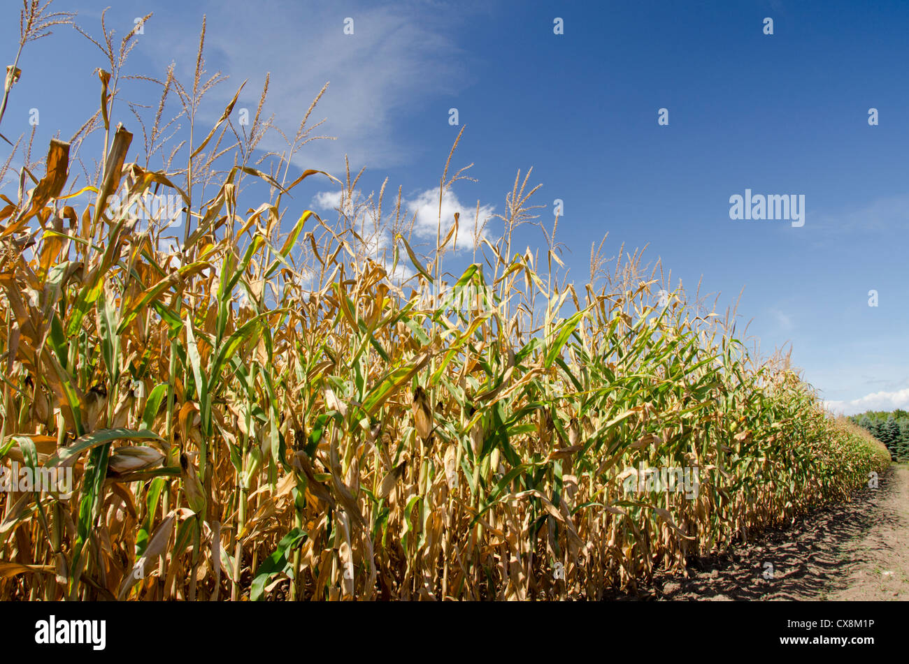 Wisconsin, Door County, Sturgeon Bay. Rural Wisconsin cornfield ready ...