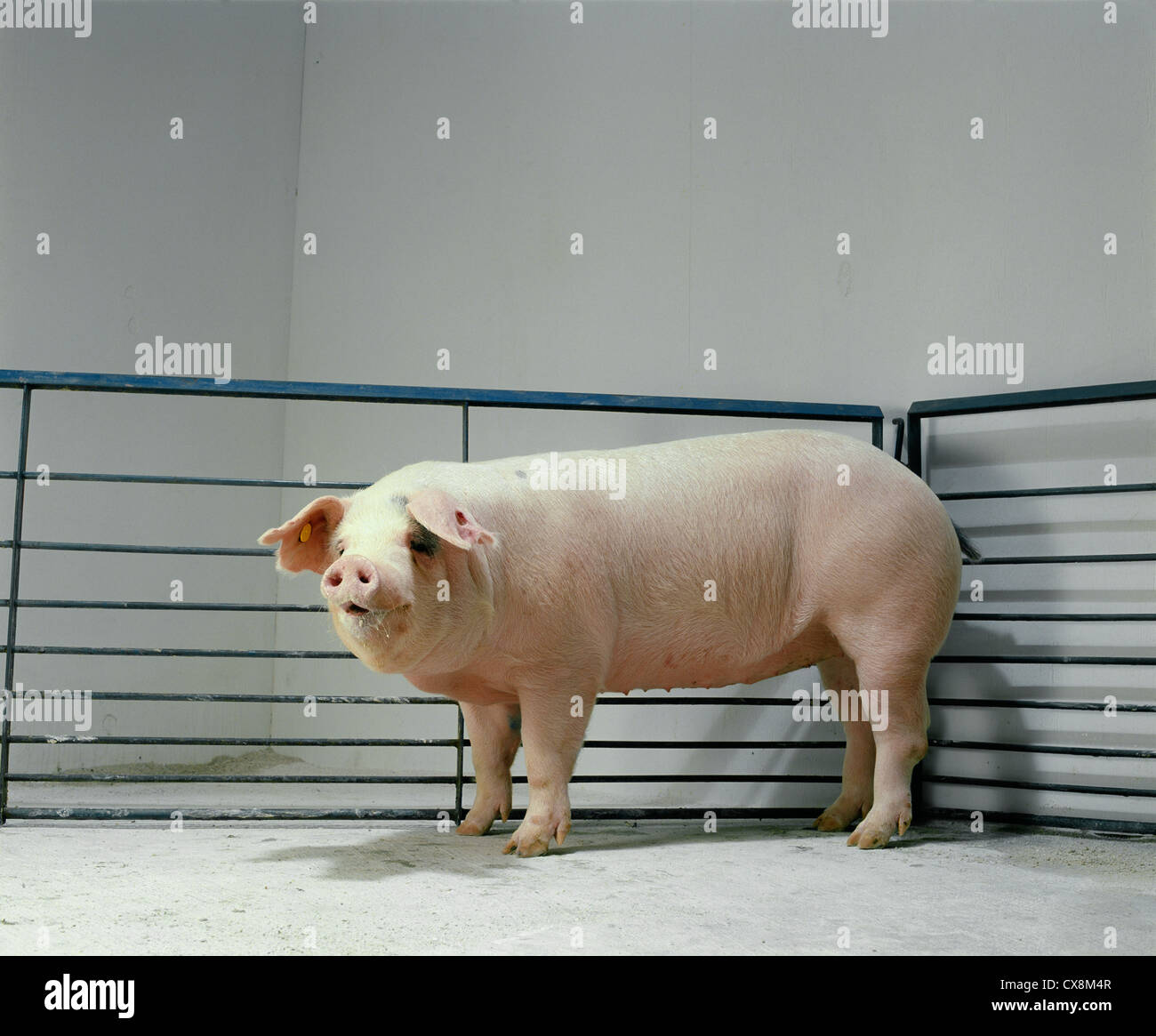 What Is The American Landrace Used For