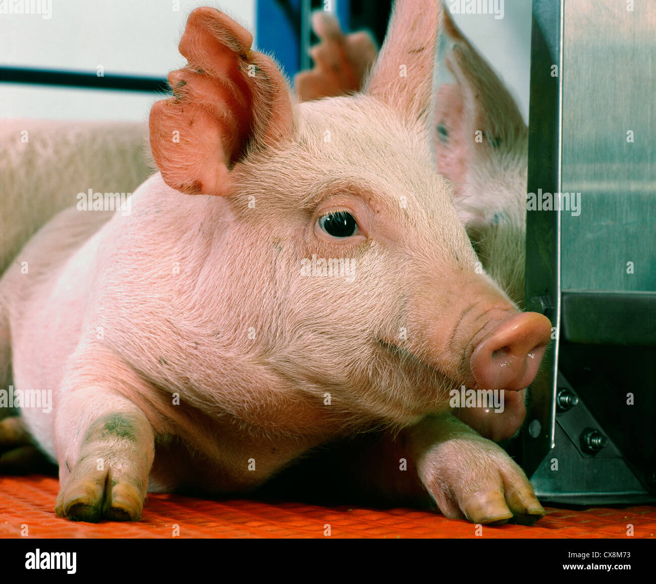 25 LB. CROSSBRED PIG Stock Photo - Alamy