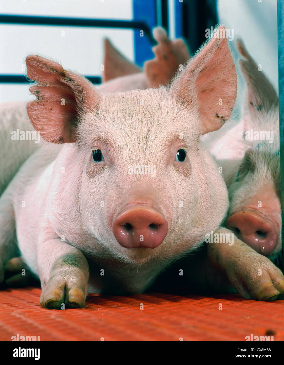 25 LB. CROSSBRED PIG Stock Photo - Alamy