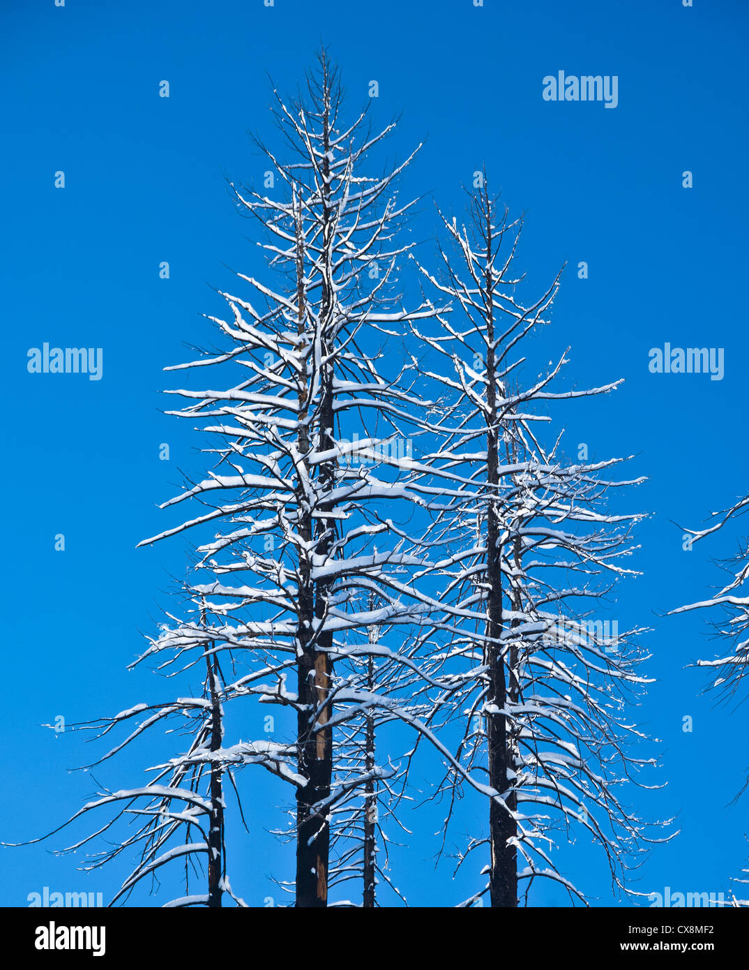 Mogollon rim snow hi-res stock photography and images - Alamy
