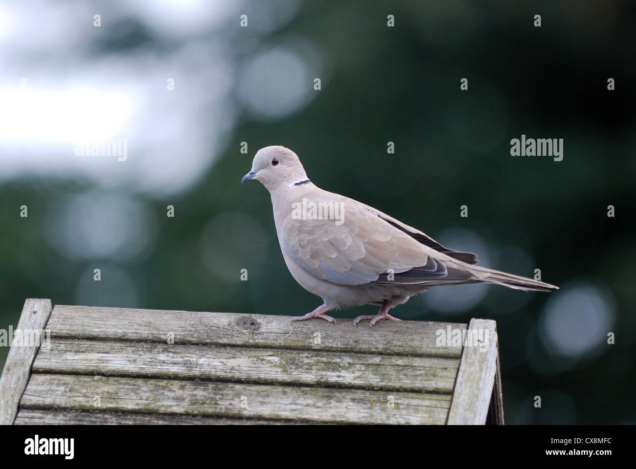 Collared dove on top of a rustic bird table Stock Photo - Alamy