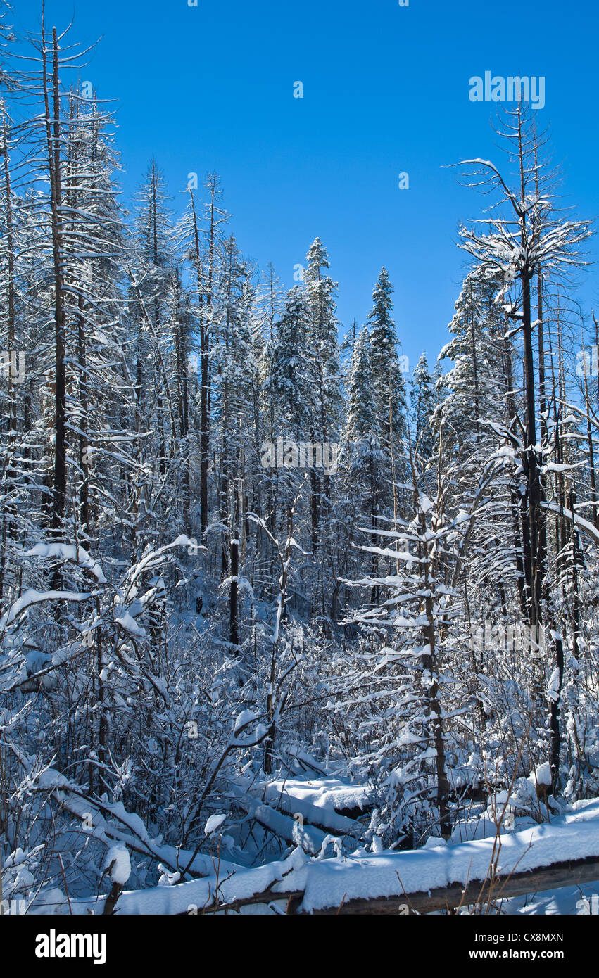Mogollon rim snow hi-res stock photography and images - Alamy