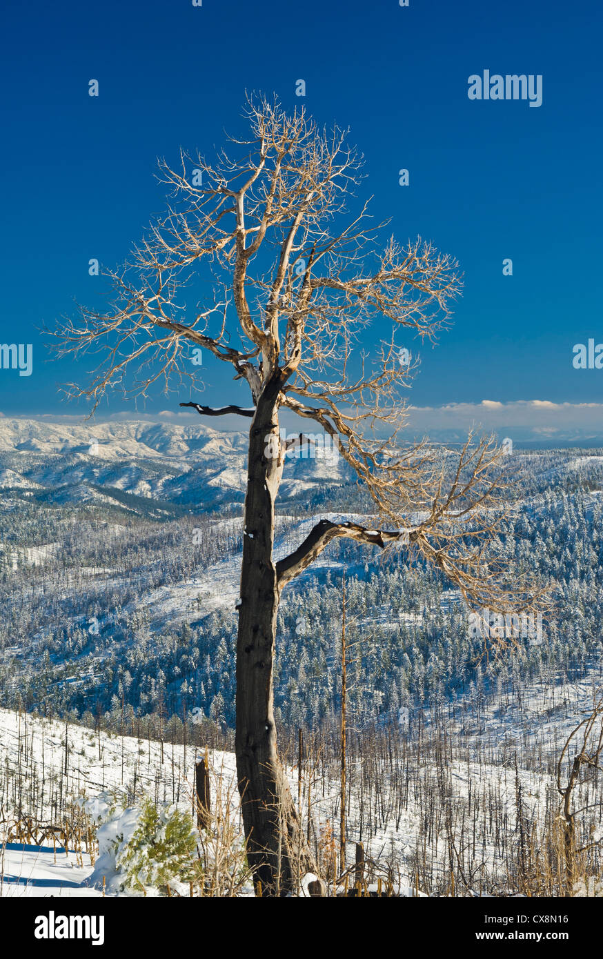 Mogollon rim snow hi-res stock photography and images - Alamy