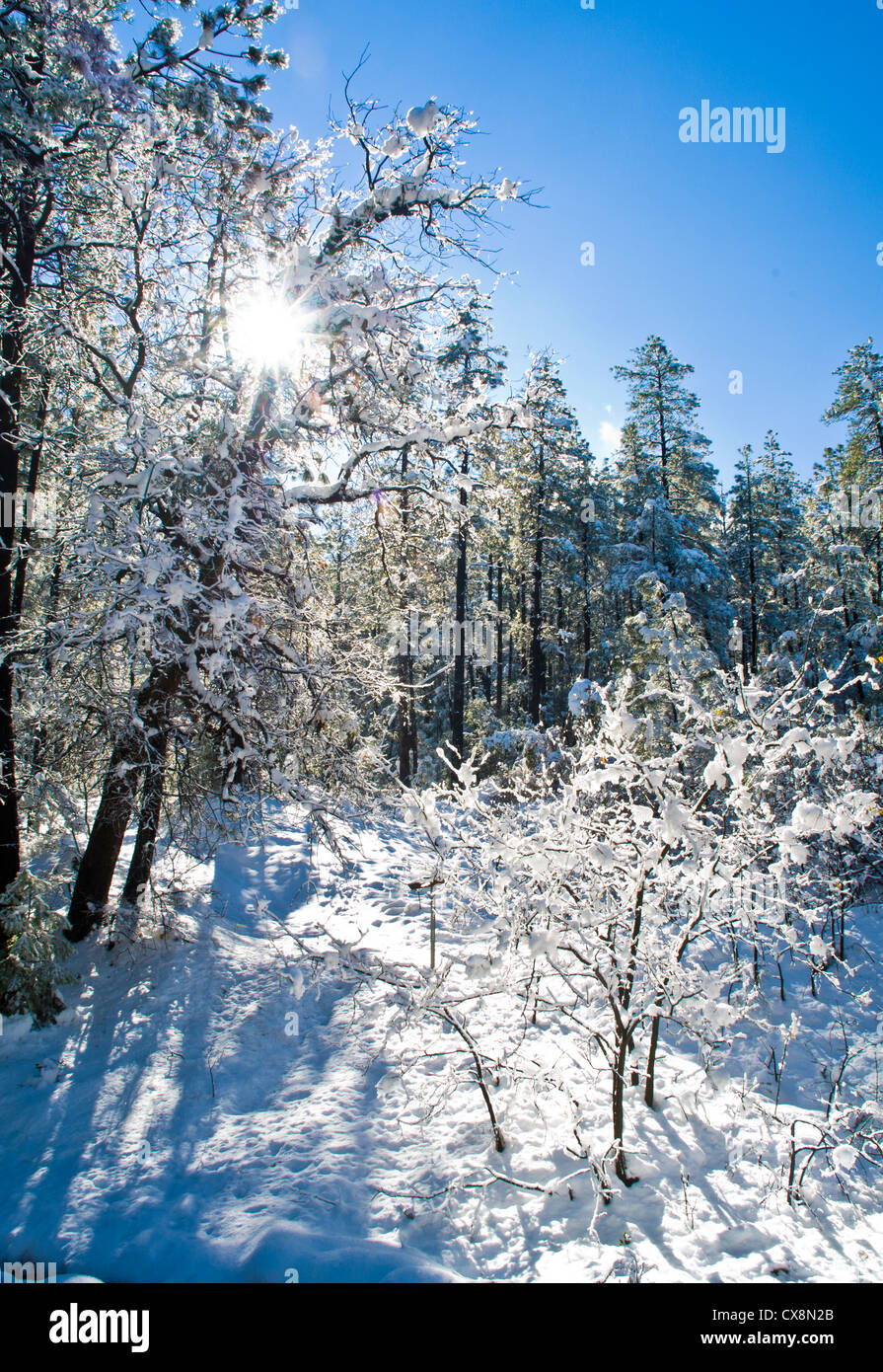Mogollon rim snow hi-res stock photography and images - Alamy