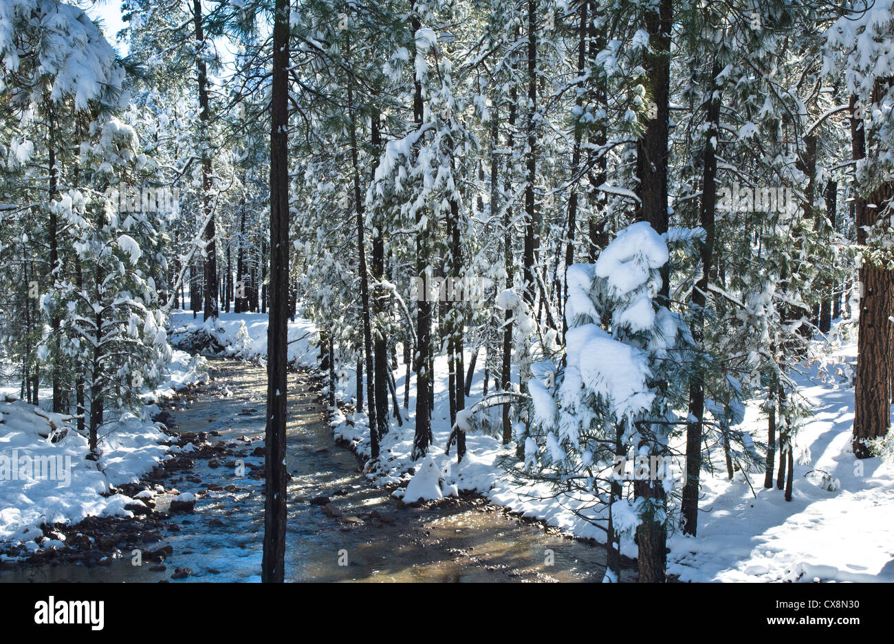Mogollon rim snow hi-res stock photography and images - Alamy