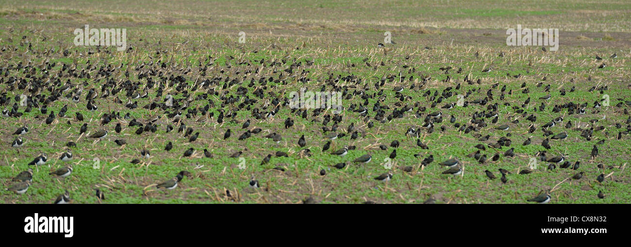 Field invasion hi-res stock photography and images - Alamy