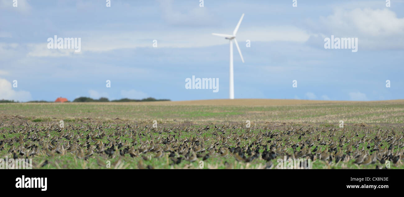 Large flock of birds in a field Stock Photo - Alamy