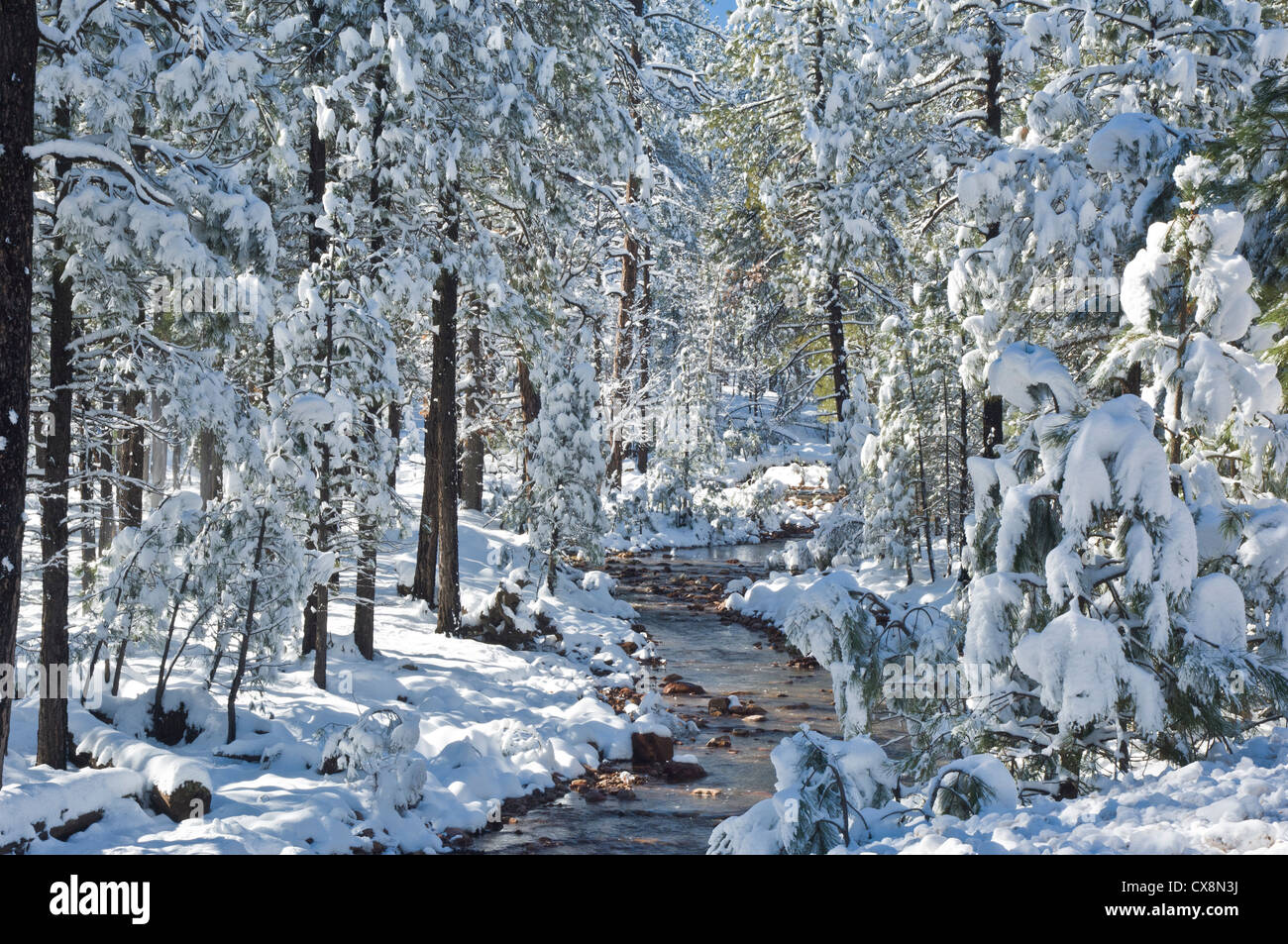 Mogollon rim snow hi-res stock photography and images - Alamy