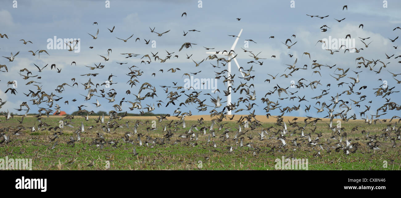 Large flock of birds in a field Stock Photo - Alamy
