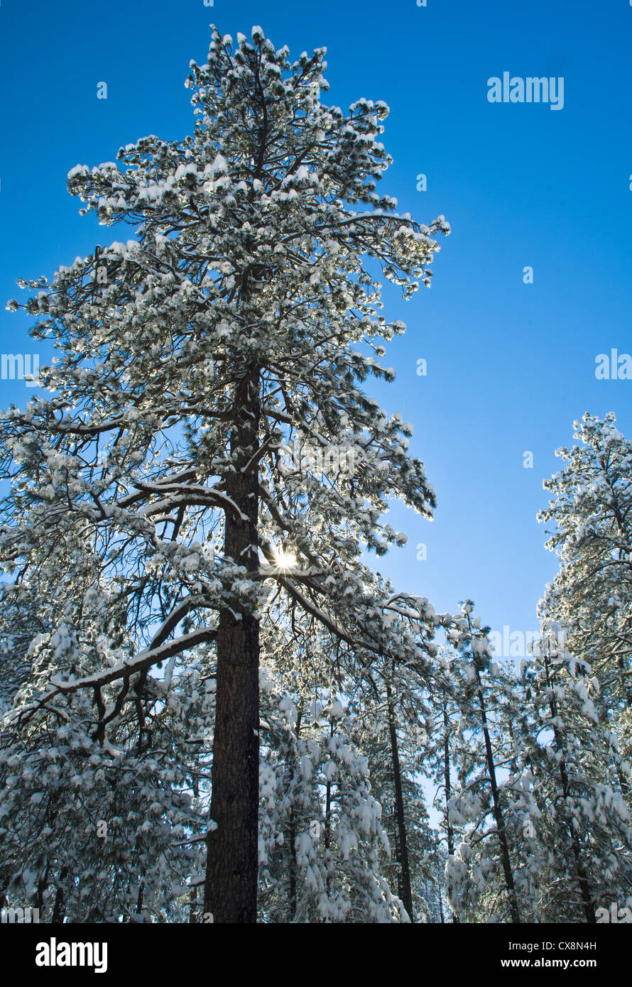 Mogollon rim snow hi-res stock photography and images - Alamy