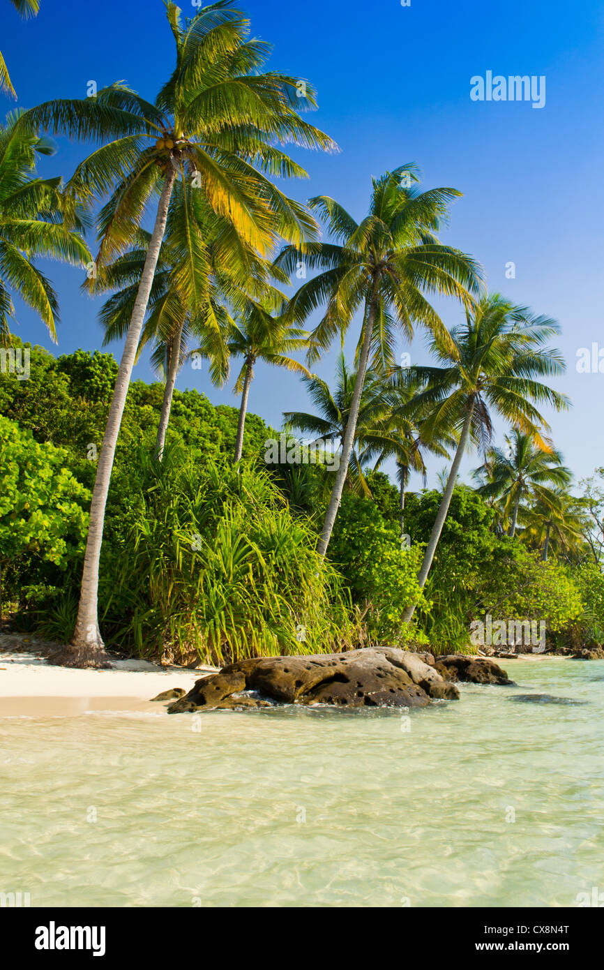 Tropical beach with palm trees in Kalimunjava Island (Giava, Indonesia ...