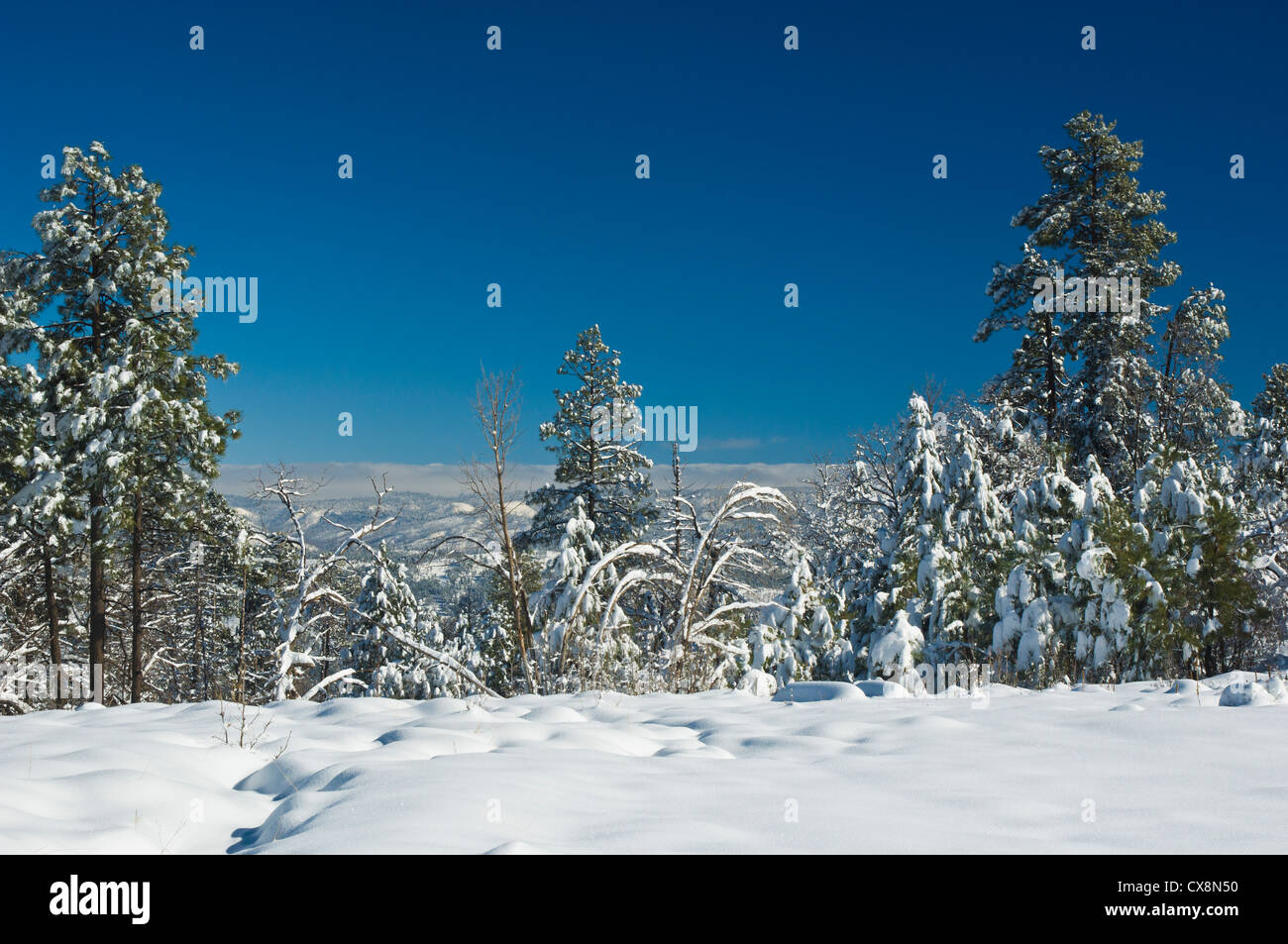 Mogollon rim snow hi-res stock photography and images - Alamy