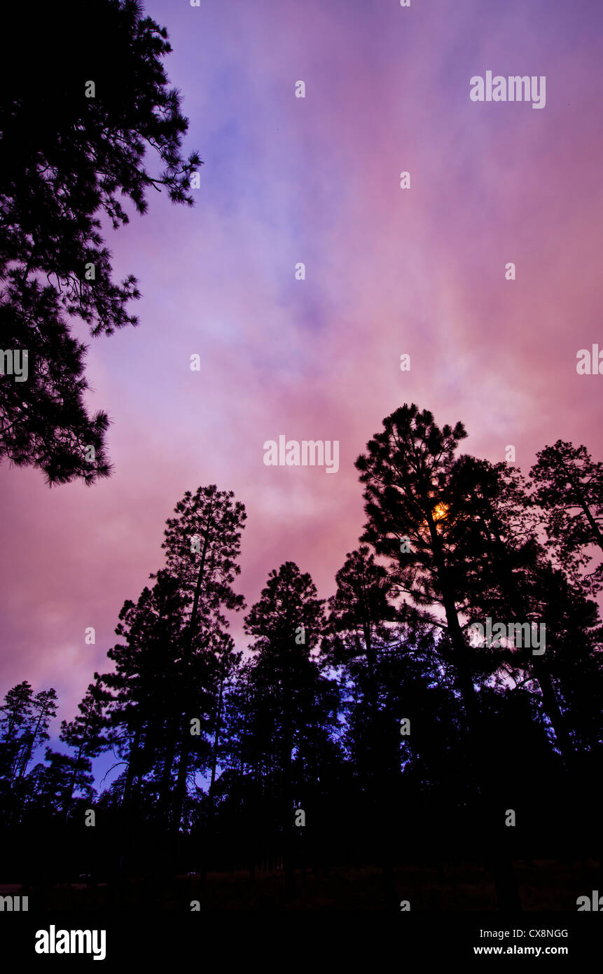 The Poco Fire burning in the Tonto National Forest six miles northeast ...