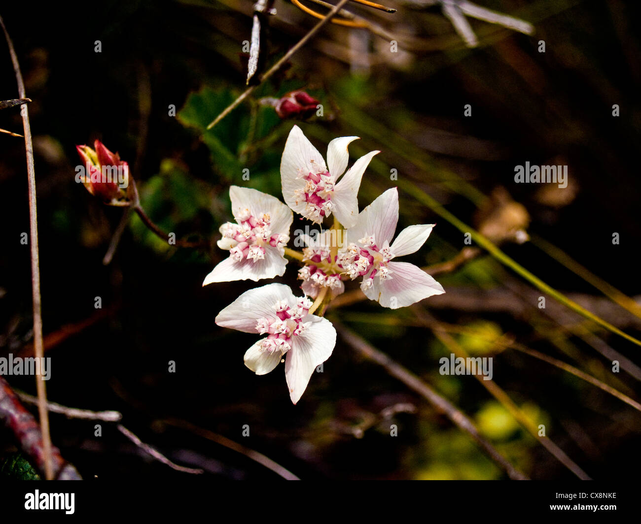 Southern Cross (Xanthosia rotundifolia), Western Australia Stock Photo ...