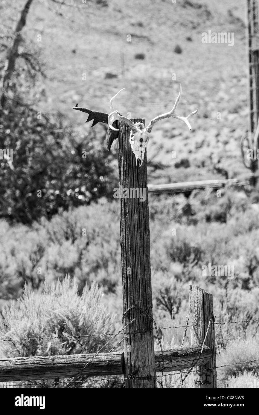 Skull on a pole Black and White Stock Photos & Images - Alamy