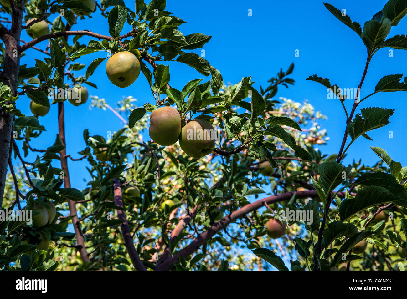Heirloom apples hi-res stock photography and images - Alamy