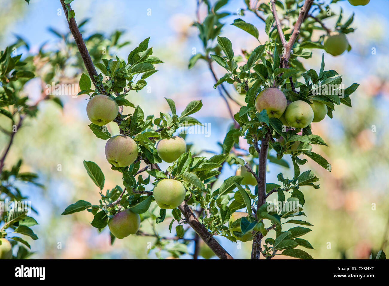 Heirloom apples on the tree Stock Photo - Alamy