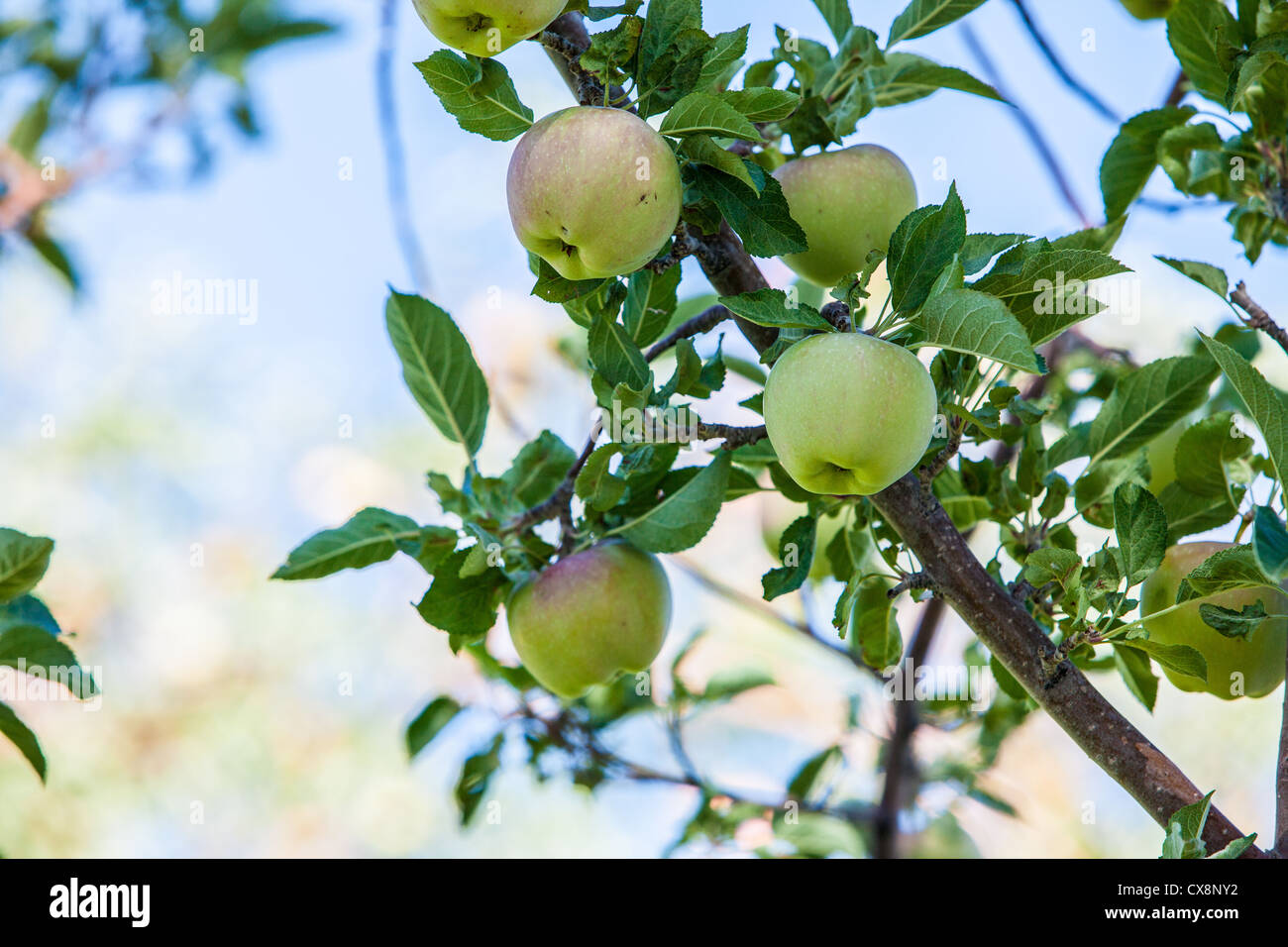 Heirloom apples on the tree Stock Photo - Alamy