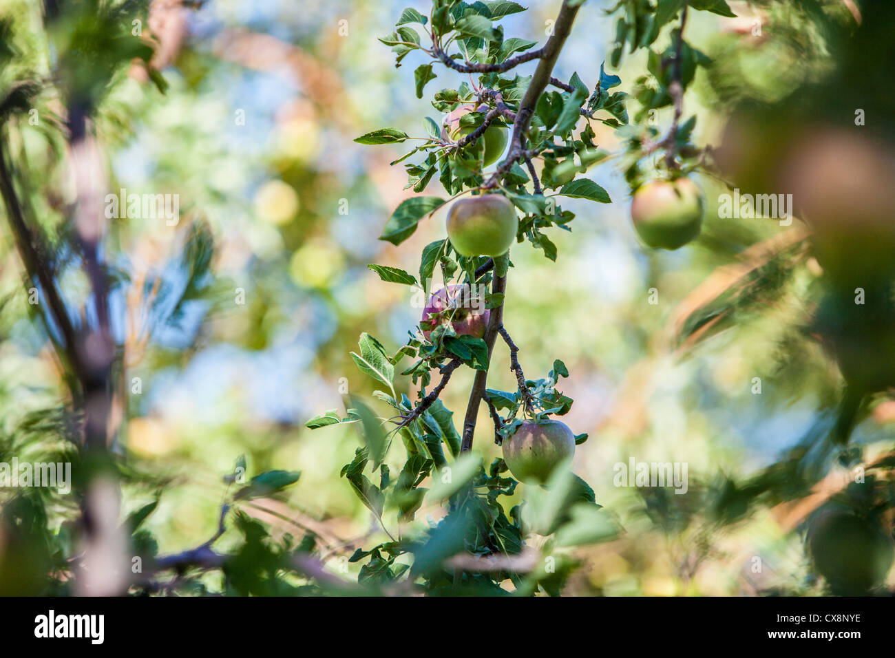 Heirloom apples hi-res stock photography and images - Alamy