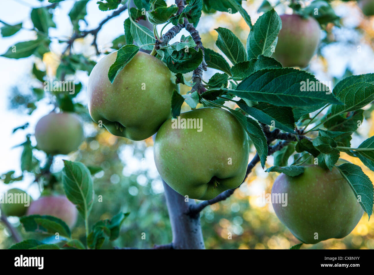 Heirloom apples on the tree Stock Photo - Alamy