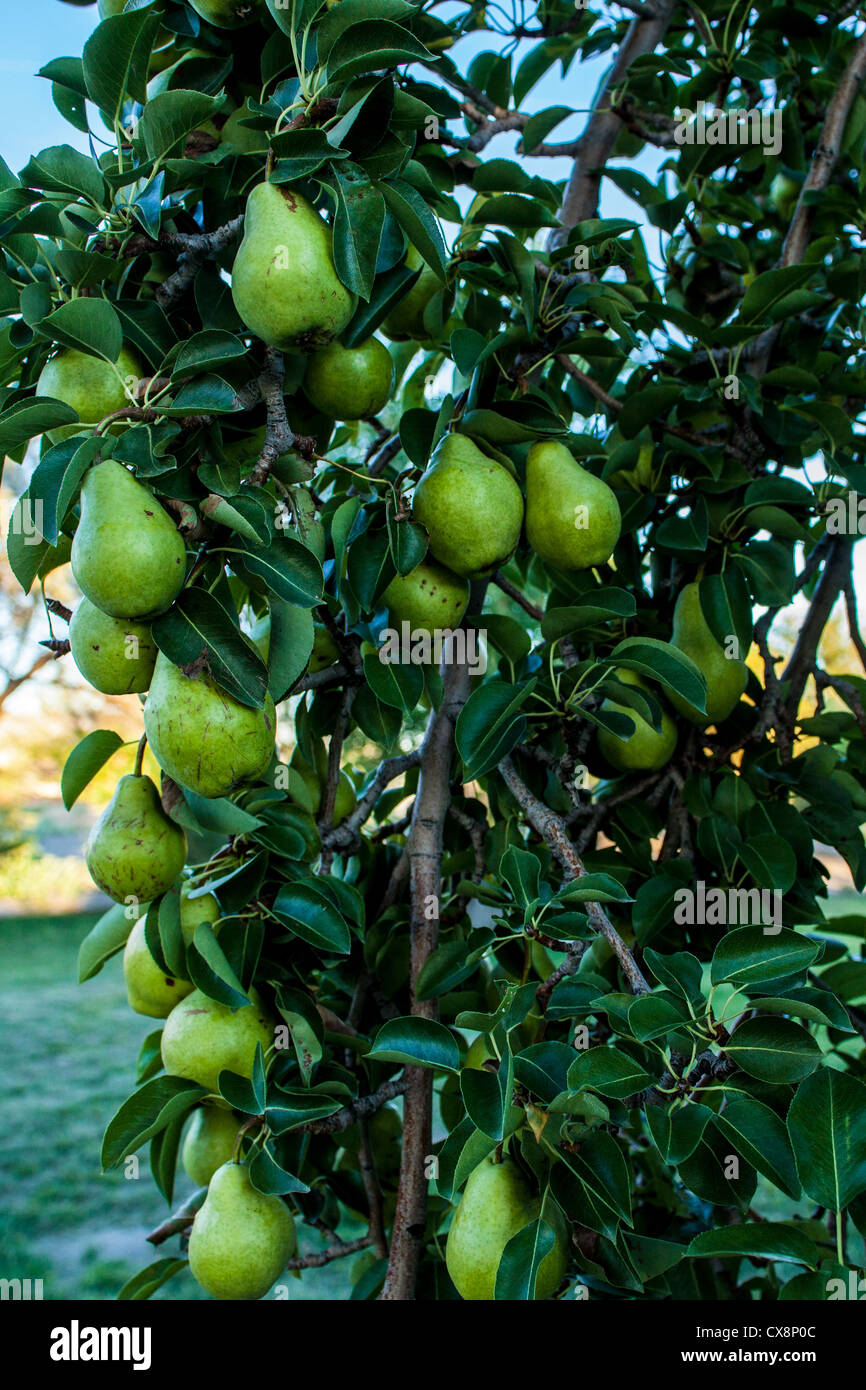 Pears almost ready to pick Stock Photo - Alamy