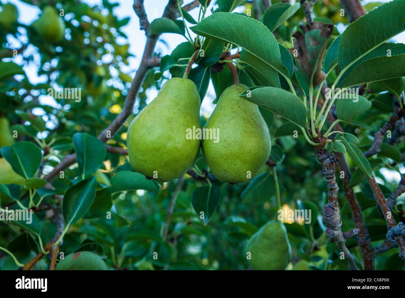 Pears almost ready to pick Stock Photo - Alamy