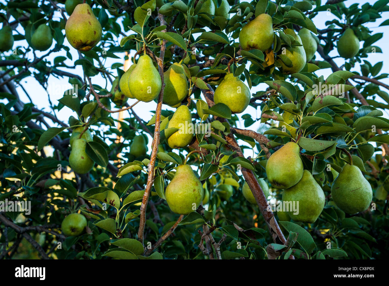 Pears almost ready to pick Stock Photo - Alamy