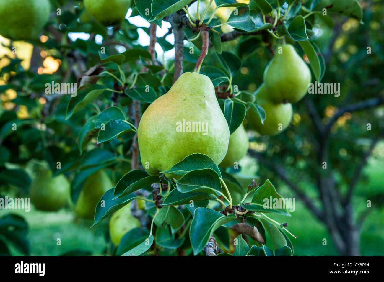 Pears almost ready to pick Stock Photo - Alamy