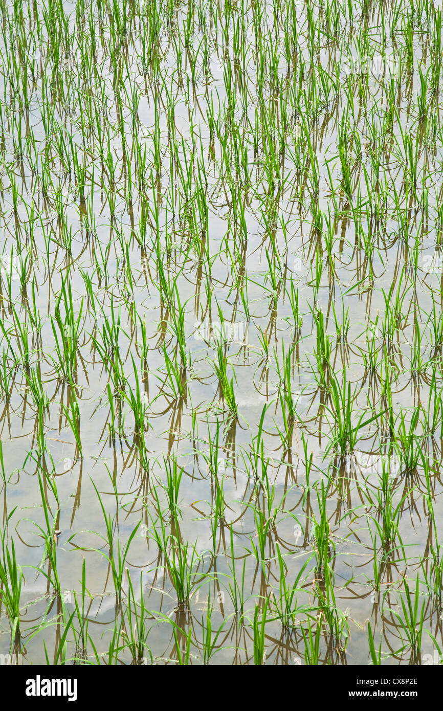 Newly planted rice paddies growing in southeast China Stock Photo - Alamy