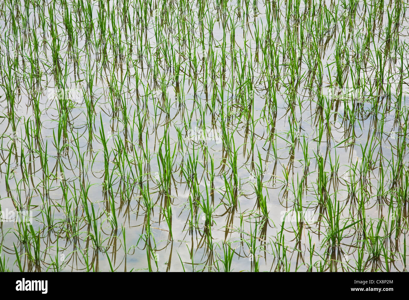 Newly planted rice paddies growing in southeast China Stock Photo - Alamy