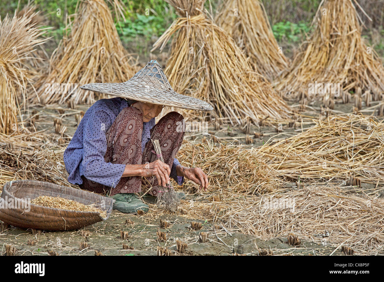 China Rice Paddy Worker High Resolution Stock Photography and Images ...