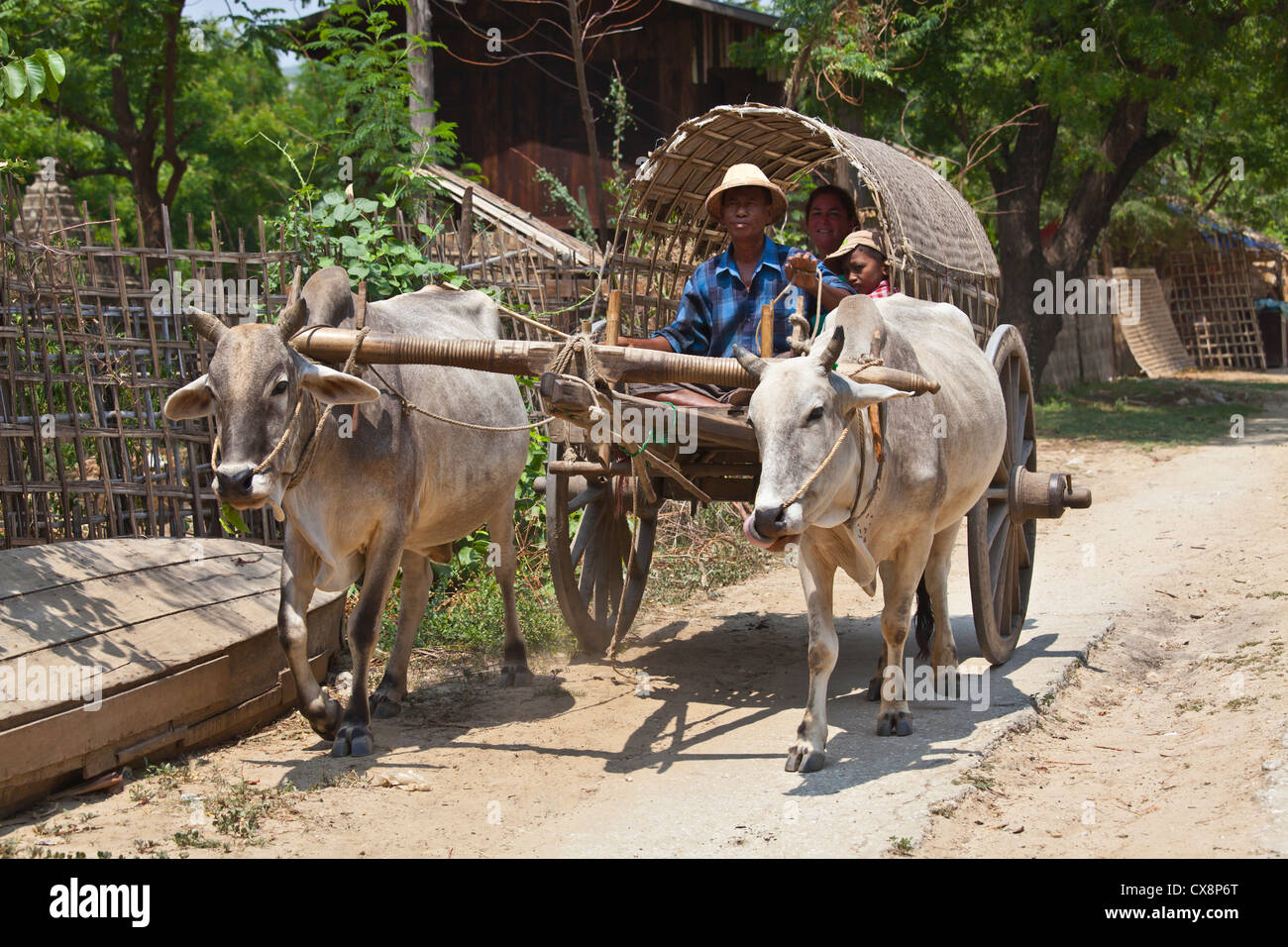 OX CARTS are used to transport tourists - MINGUN, MYANMAR Stock Photo ...