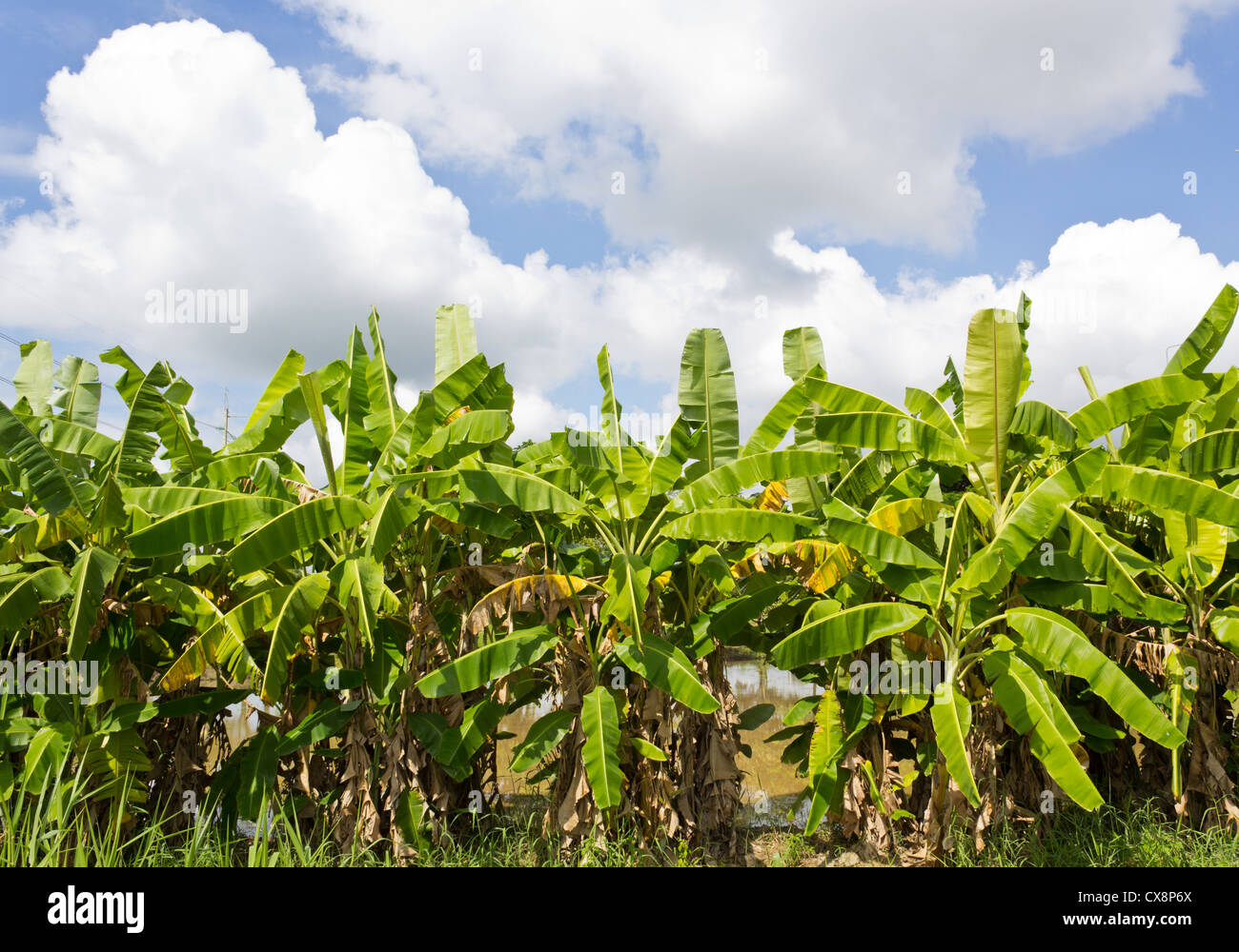 Group of Banana Trees in the Field Stock Photo - Alamy