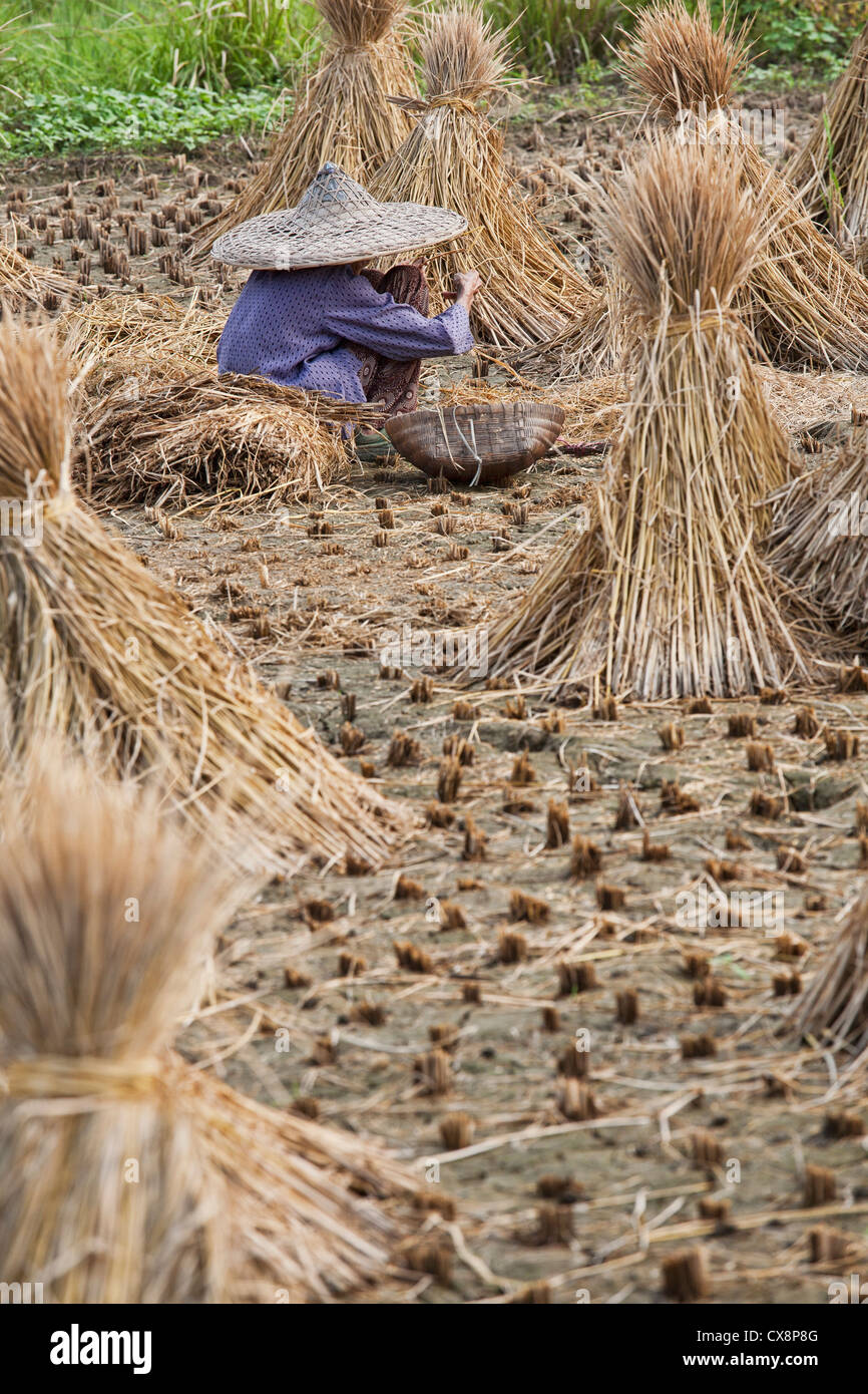 A beautiful 93 year old Chinese woman harvesting rice the traditional ...