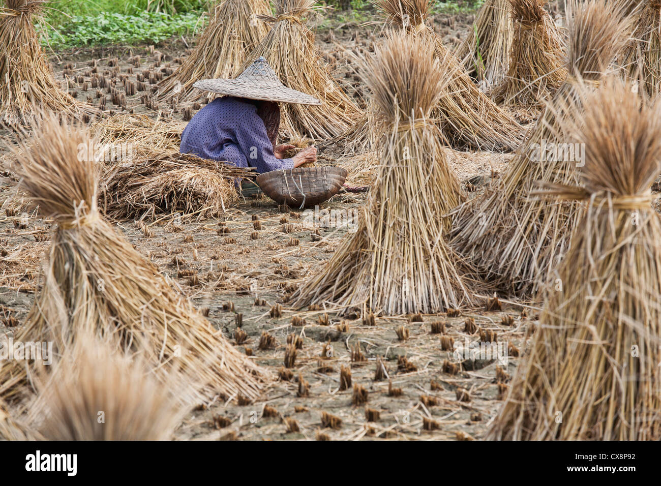A beautiful 93 year old Chinese woman harvesting rice the traditional ...