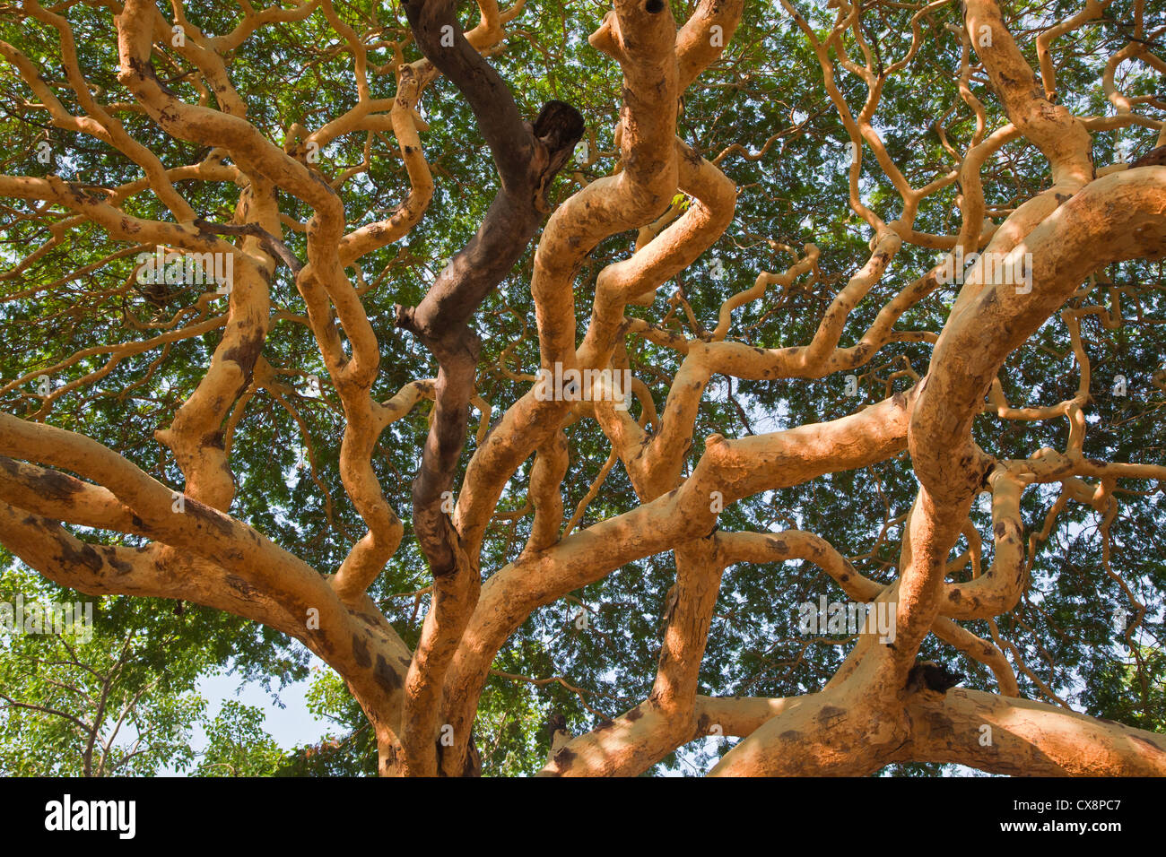 Myanmar tree hi-res stock photography and images - Alamy