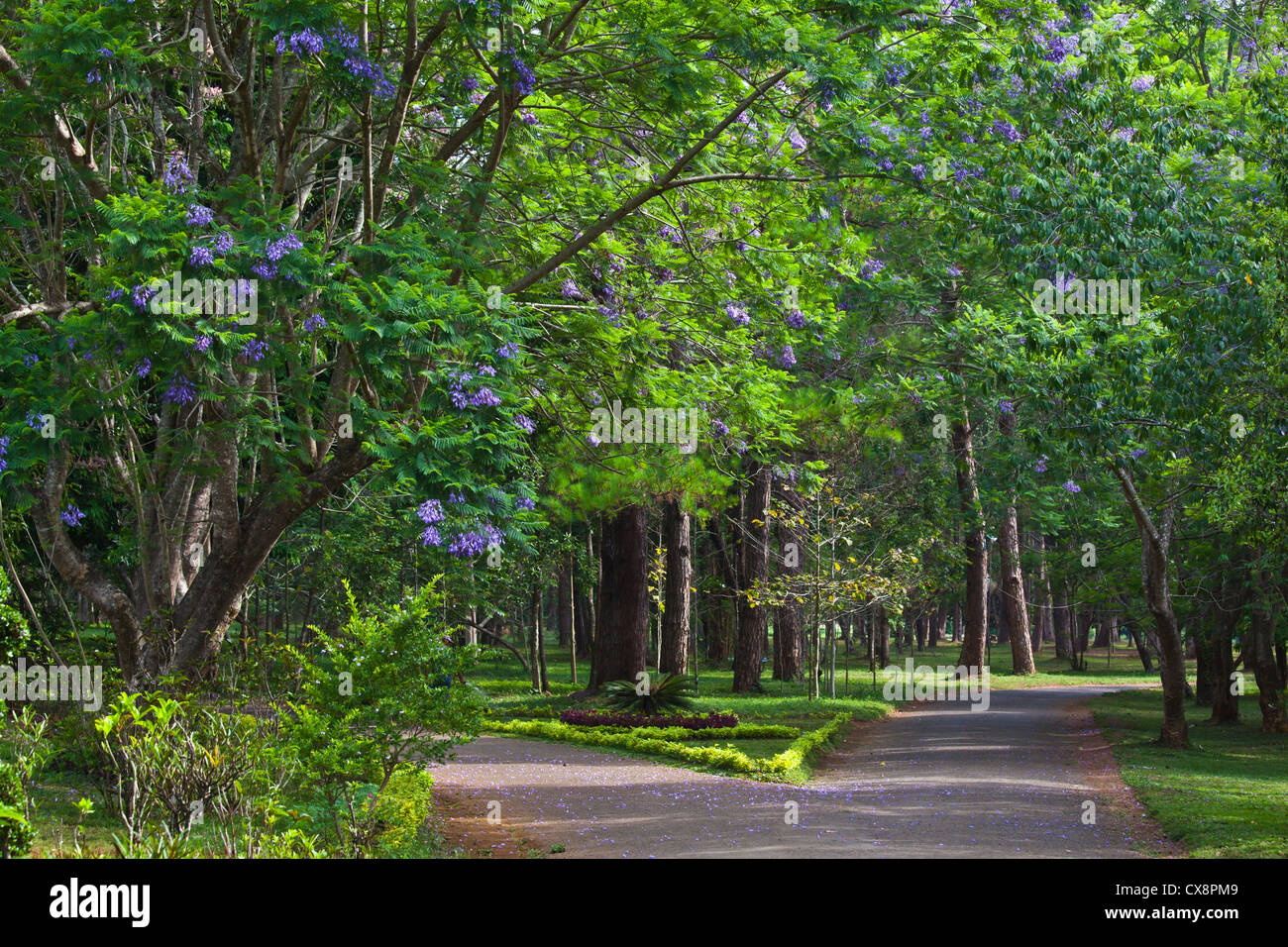 MIMOSA TREES at the NATIONAL KANDAWGYI GARDENS in PYIN U LWIN also ...