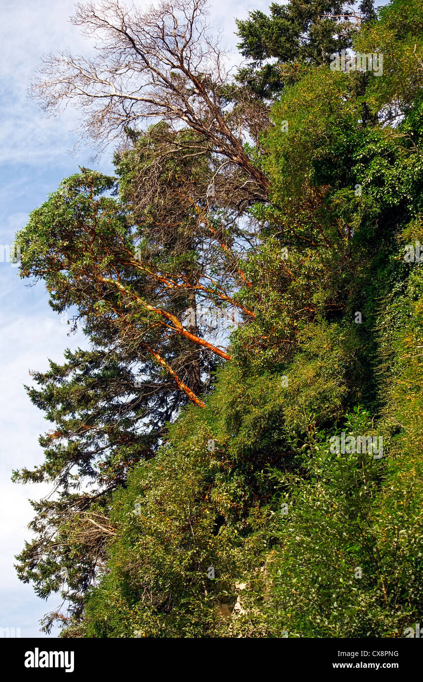 Madrona trees hi-res stock photography and images - Alamy