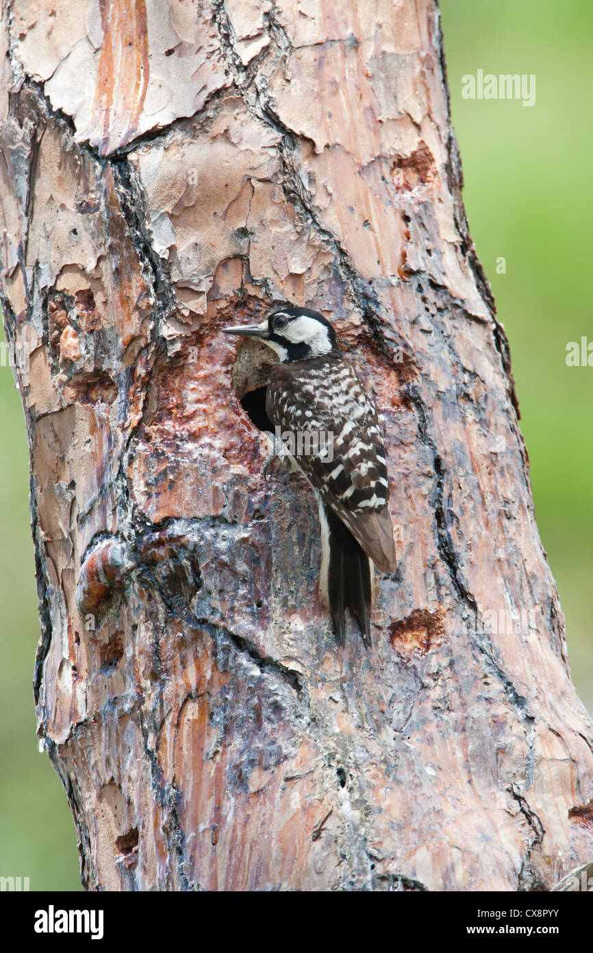 Red Cockaded Woodpeckers High Resolution Stock Photography and Images ...