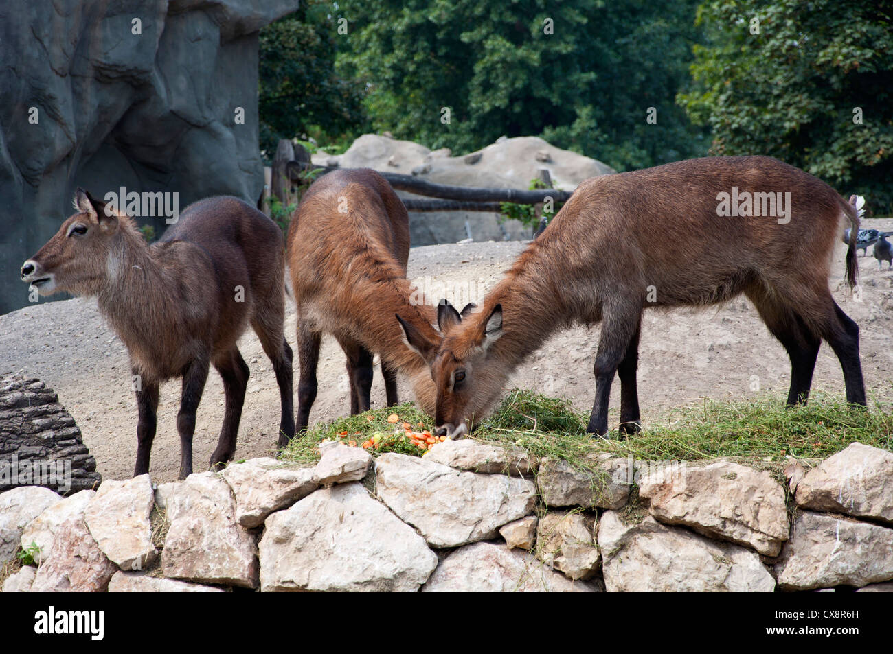 Animals at Budapest Zoo, Hungary Stock Photo - Alamy