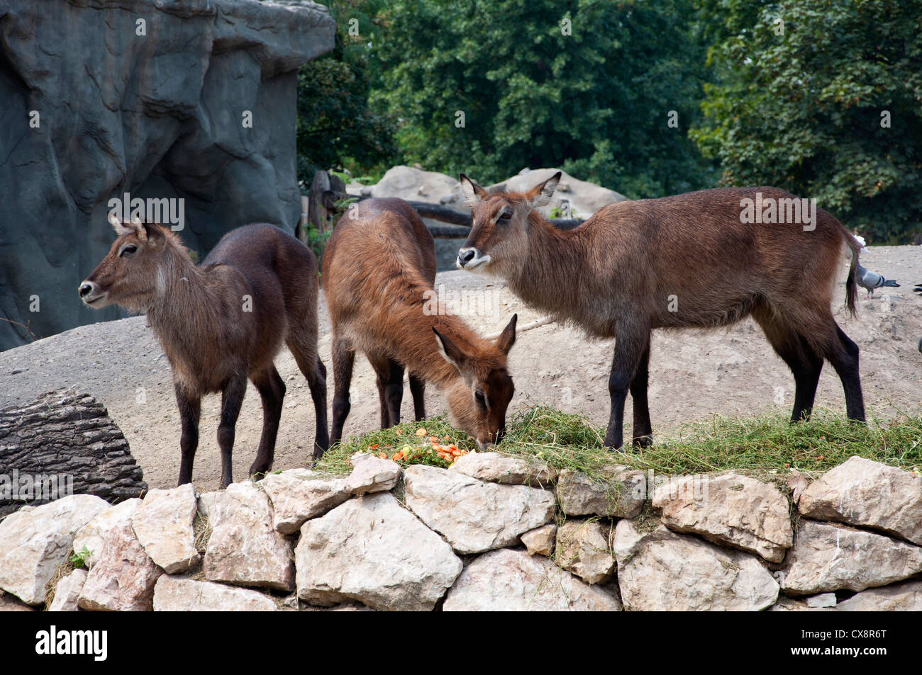 Animals budapest zoo hi-res stock photography and images - Alamy
