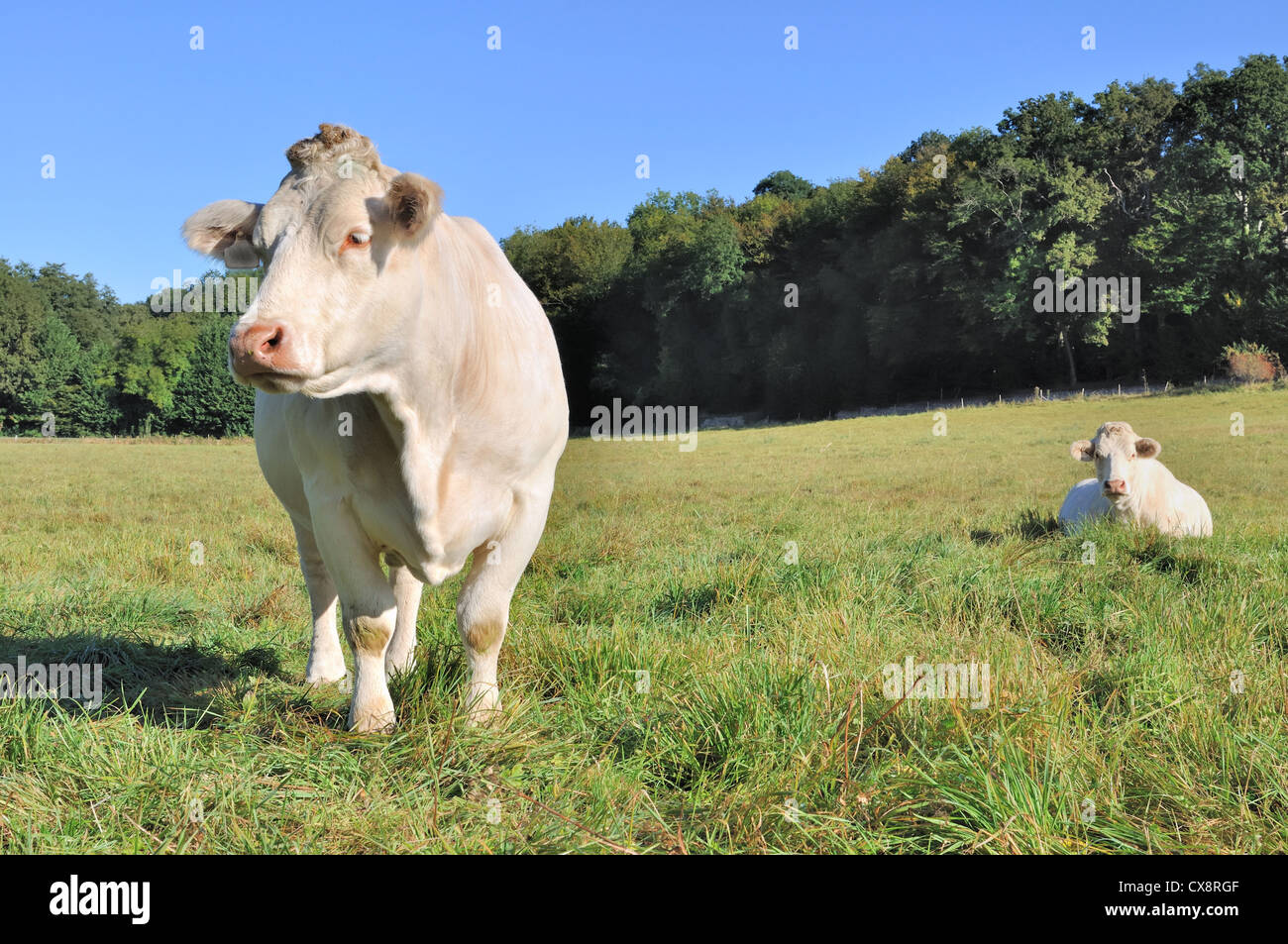 peaceful Charolais cows in a green meadow Stock Photo - Alamy