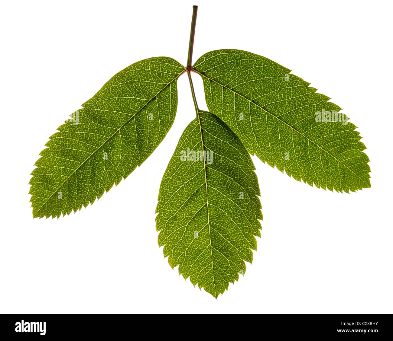 rowan leaves isolated on white background Stock Photo - Alamy