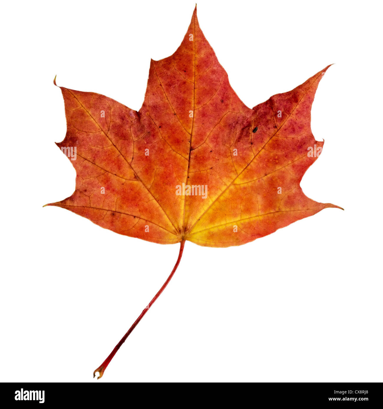 autumn maple leaf isolated on white background Stock Photo - Alamy