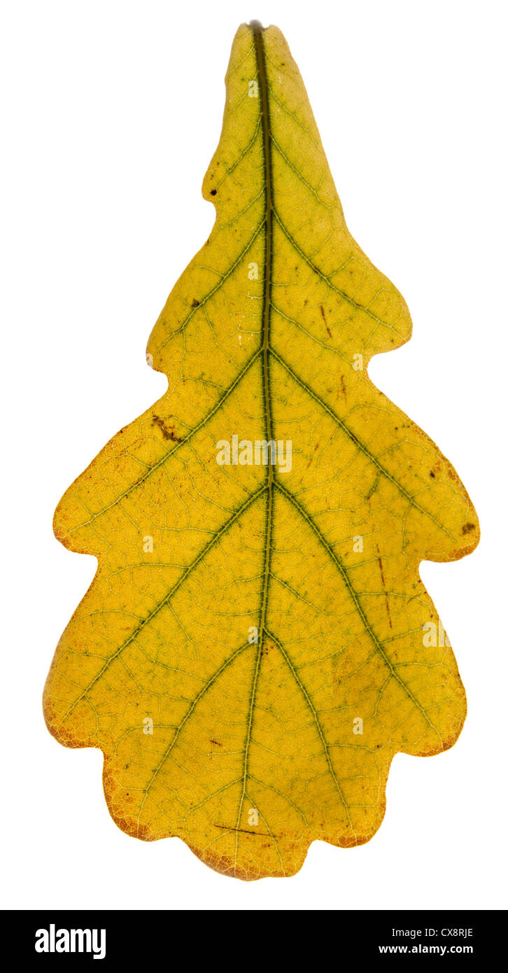 Curled leaf image hi-res stock photography and images - Alamy