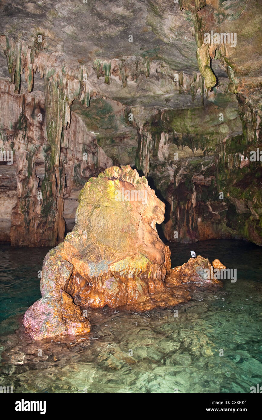 Cave lion hi-res stock photography and images - Alamy