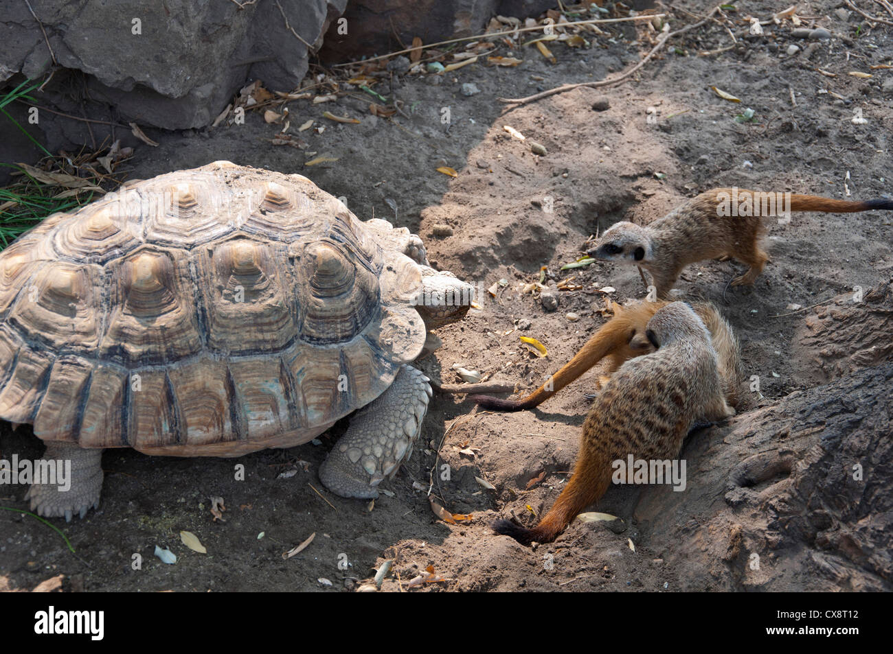 Meerkat (Suricata Suricatta) fighting with Turtle Stock Photo - Alamy