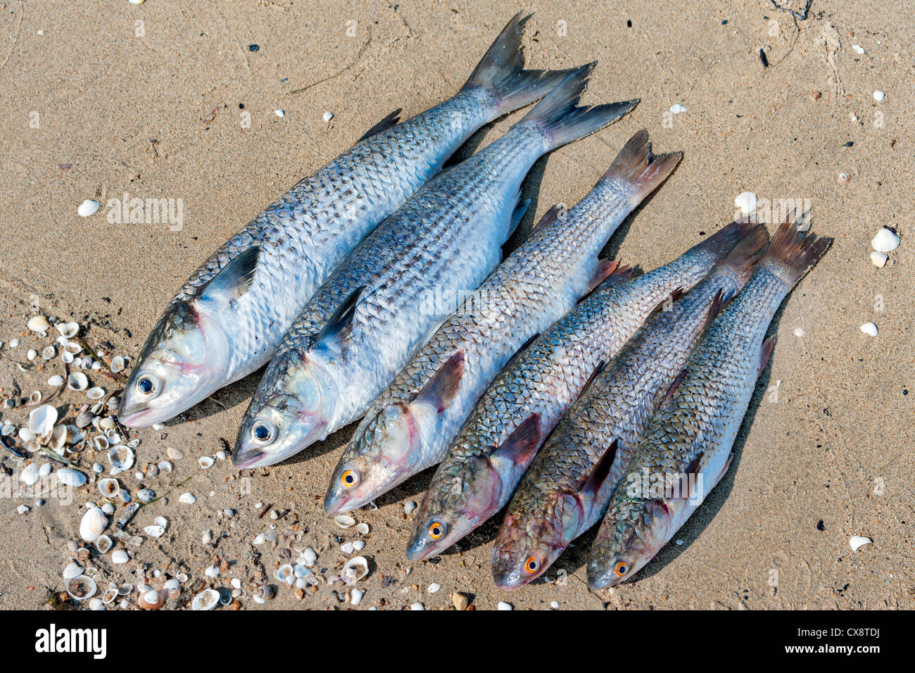 Sand bass fish hi-res stock photography and images - Alamy