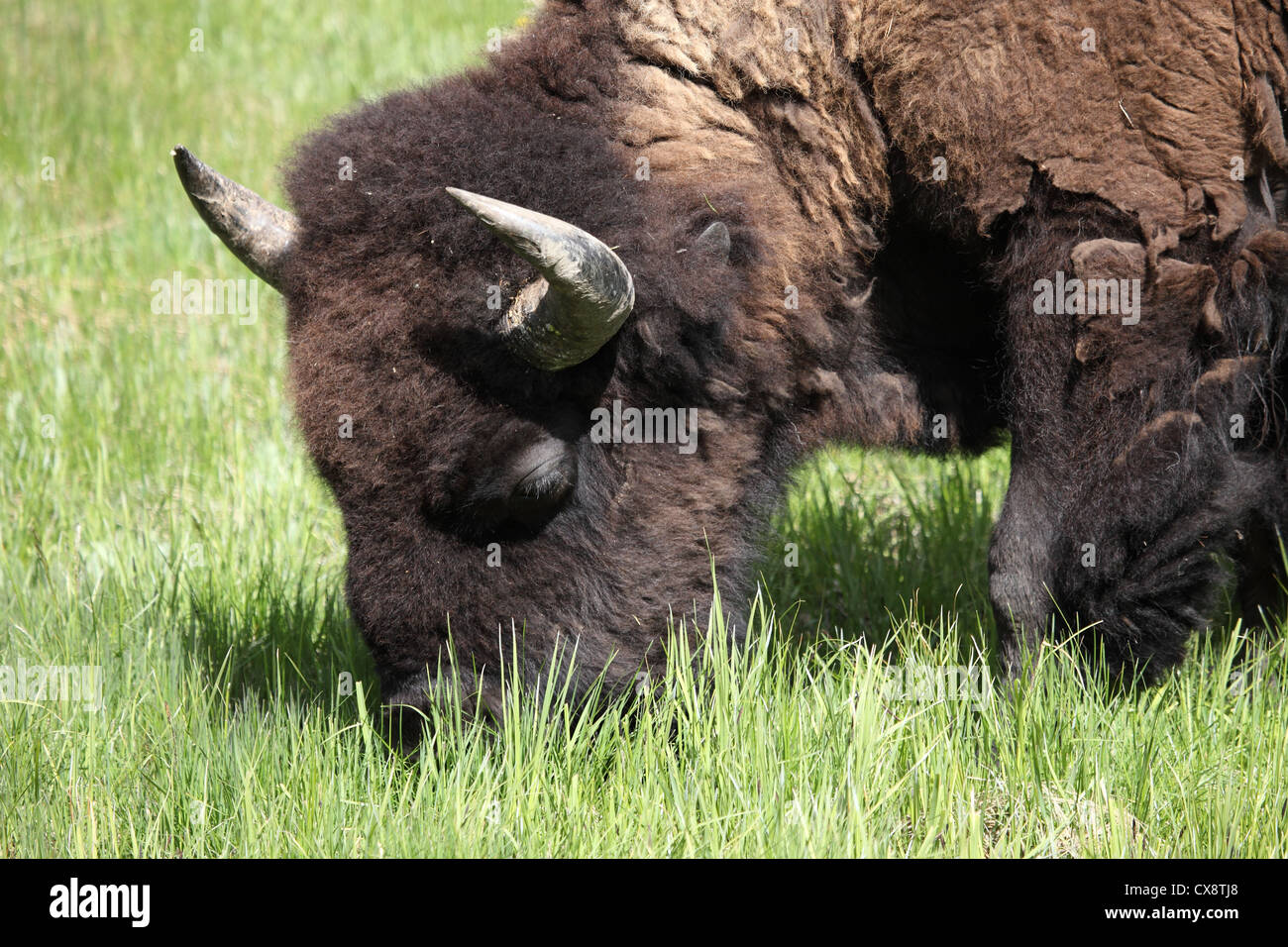 Yellowstone national park bison hi-res stock photography and images - Alamy
